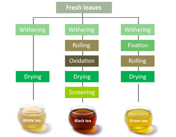 The making of tea - Manufacture and conservation - Le Comptoir Irlandais